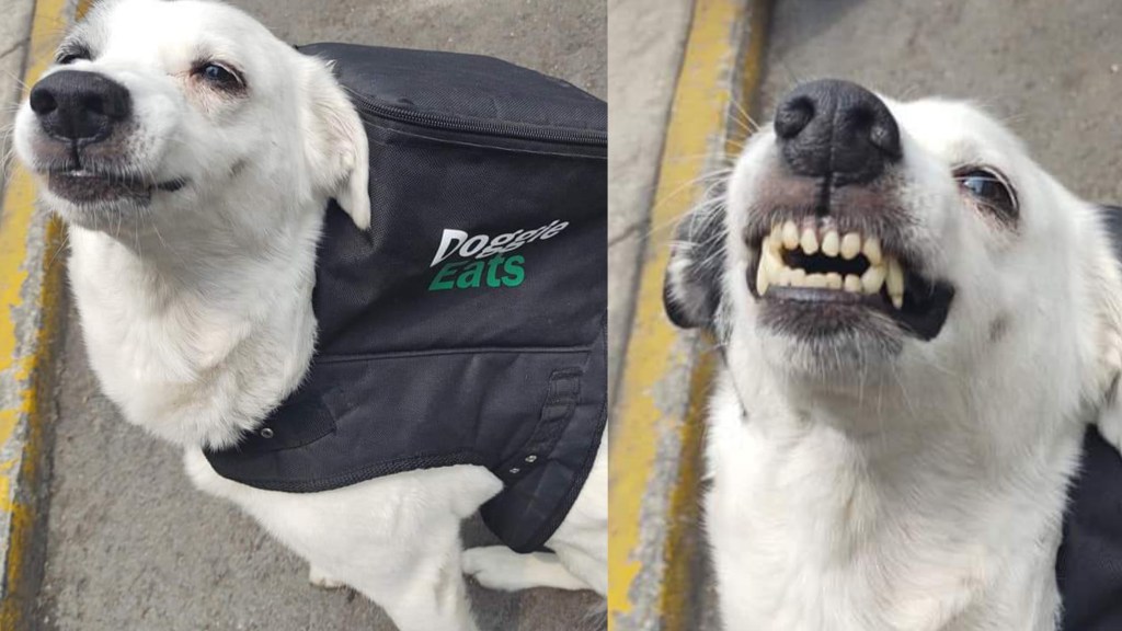 Perrita trabaja como repartidora para ayudar a su refugio en CDMX | A ...